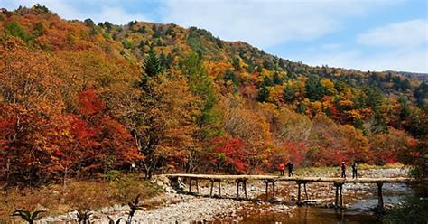 울긋불긋 오대산 단풍 절정