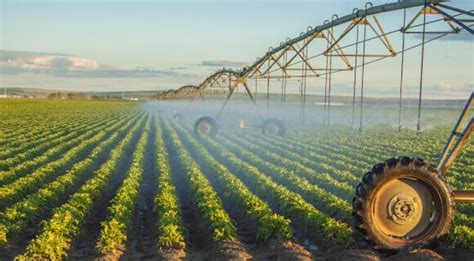 Manejo De Malezas Cómo Implementarlo En La Gestión Agrícola