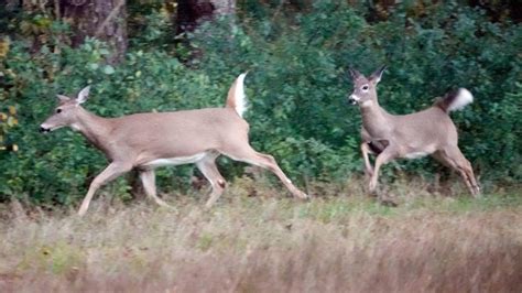 Hunters Didnt Get Zombie Deer Disease From Venison Cdc Says