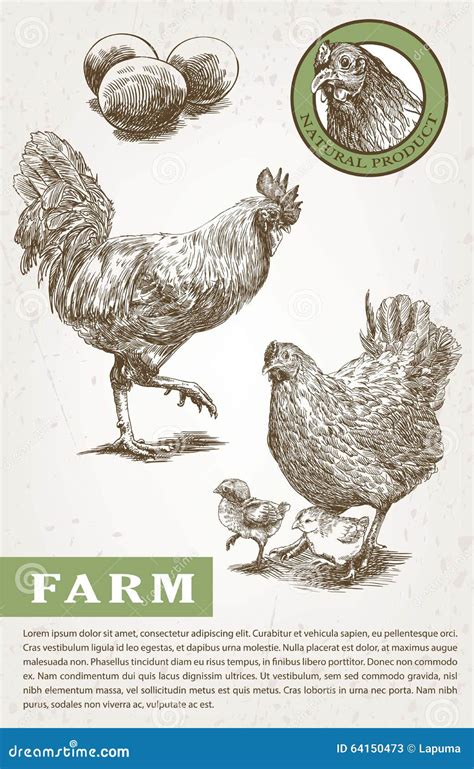 Bosquejo De La Cría Gallina Y Del Gallo Ilustración Del Vector
