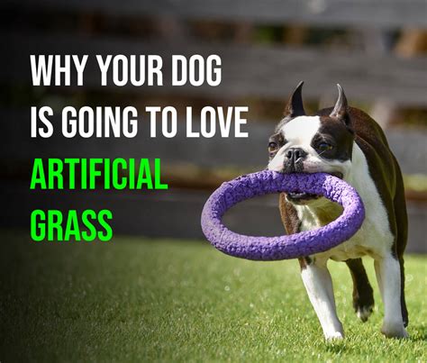 Why Your Dog Is Going To Love Pet Artificial Grass In Santa Cruz