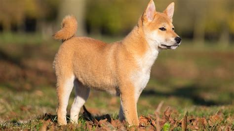 Everything You Need To Know About Shiba Inus And Aggression Towards