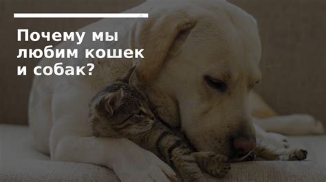 📈 Презентация №12 по теме “Презентация к уроку окружающего мира Почему мы любим кошек и собак