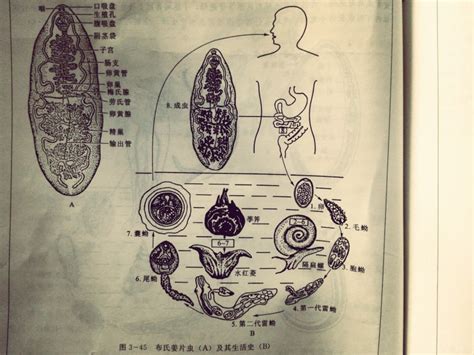 姜片虫马蹄里面的姜片虫图片 伤感说说吧