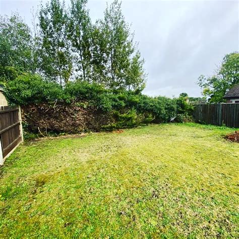 Tree Surgery Professionals At Your Service What Is Tree Surgery