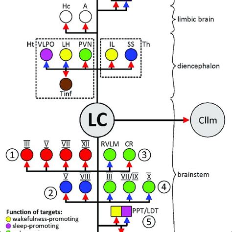 Afferents Of The Locus Coeruleus Lc Arrows Indicate Projections Red