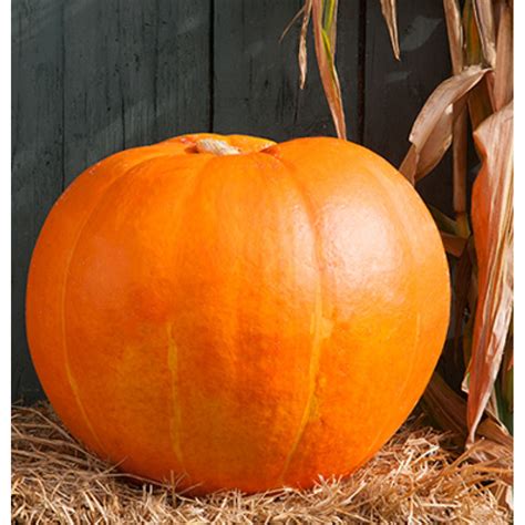 کدوتنبل گوزن بزرگ