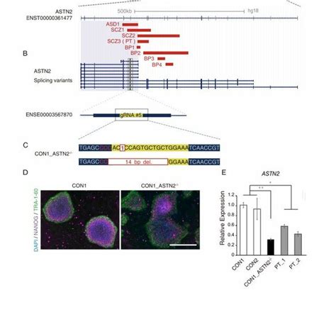 Schematic Illustration Of Igfigf 1r Signaling Pathway And Its Main