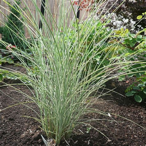 Miscanthus Sinensis ‘variegatus Find Haveplanter
