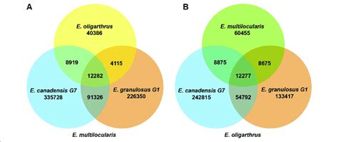 Venn Diagram Of Shared Loci Between The Different Echinococcus
