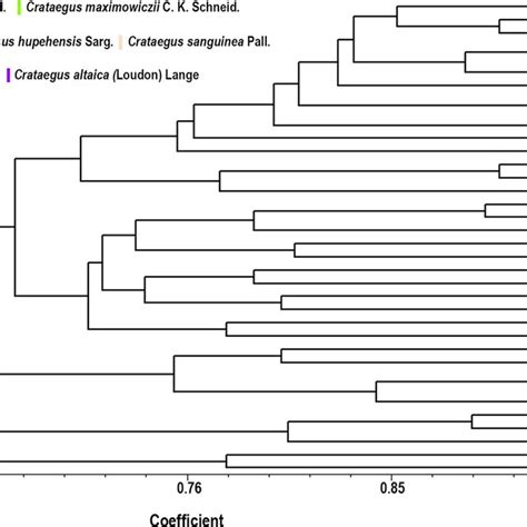 Diagram Of Cluster Analysis Based On Scot Marker For Crataegus