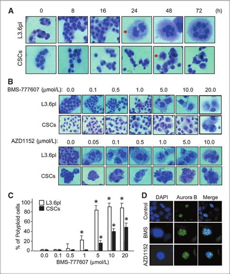 Induction By Bms 777607 Of Polyploidy In L36pl Cells And Cscs