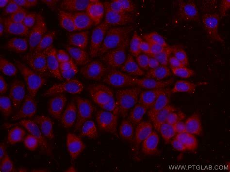 14 3 3 Sigma Antibody Cl594 66251 Proteintech