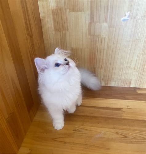 梦中情猫！让我吸秃它们！ 得意生活 武汉生活消费社区 Powered By Discuz