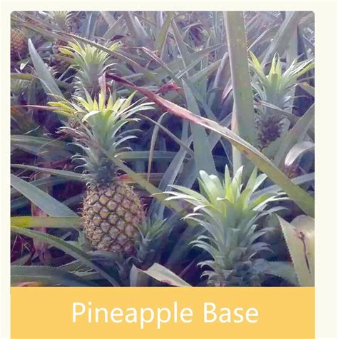 2017 Made In China Wholesale Lemon Juice Buy Wholesale Lemon Juice