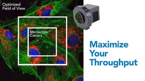 Imaging Systems Enable High Throughput Fluorescence Imaging