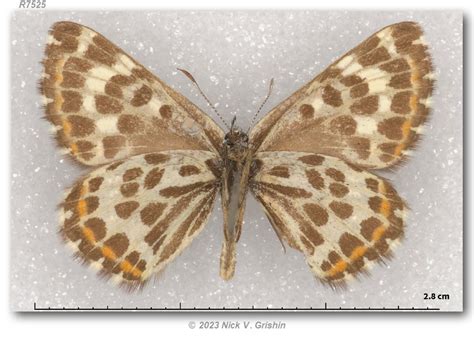 Polycaena Lama Pinned Specimens