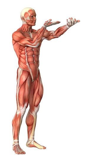 화이트에 근육 지도와 3d 렌더링 남성 해부학 그림 0명에 대한 스톡 사진 및 기타 이미지 0명 3차원 형태 건강관리와 의술 Istock