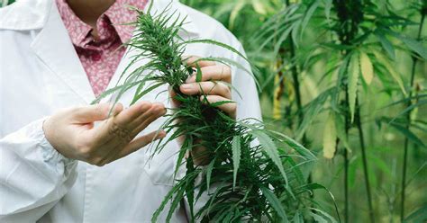 Comparing Startup Costs For Cannabis Growers Americover