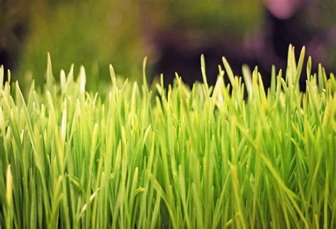 4 Wheatgrass Benefits And Side Effects
