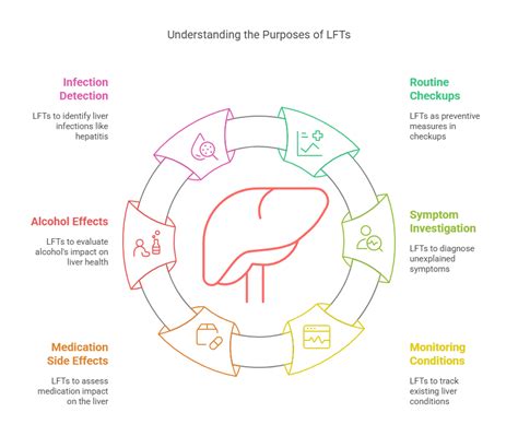 Understanding Liver Function Tests Lfts And Abnormal Results