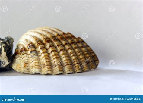 a macro shot of a conch shell with naturally formed pattern on an