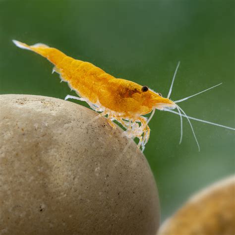 Orange Sunkist Shrimp Sunkist Shrimp For Sale