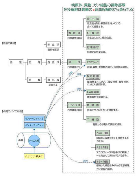 パイエル板と免疫活性 漢方医学療法研究会