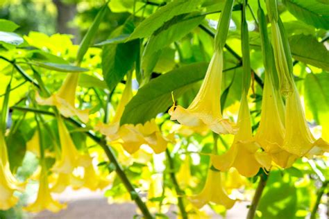 C Mo Cultivar Y Cuidar La Brugmansia Trompeta Del Ngel Besthome