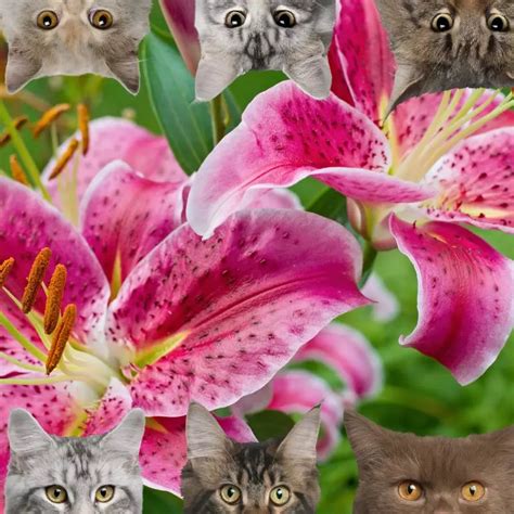 Are Stargazer Lilies Toxic To Cats