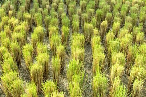 Premium Photo Natural Grass And The Cut Off Grass