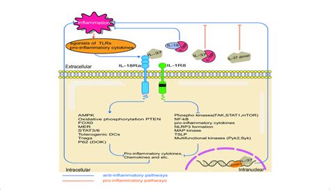 Il 37 Signaling Pathways The Pro Inflammatory Stimuli Upregulate