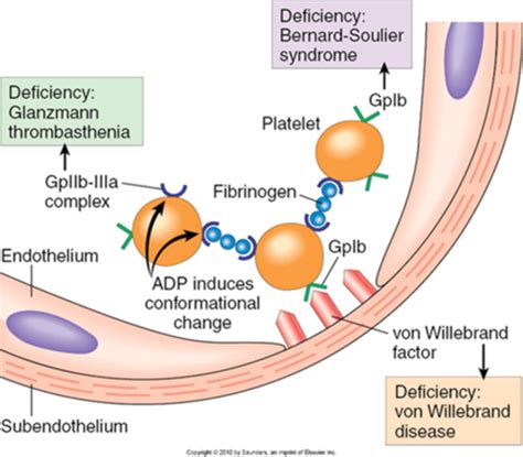 Bleeding Disorders And Platelet Dysfunction Flashcards Quizlet