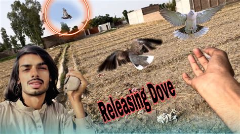 Laughing Dove Ko Azad Kr Diya 🕊bht Khushi Hoi Youtube
