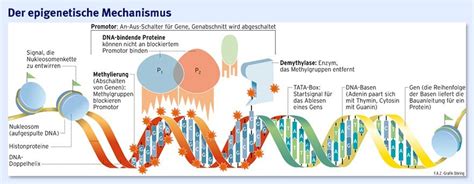 Epigenetik DNA Ist Nicht Alles Wirkung FAZ