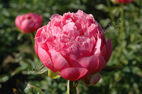 The Pink Hawaiian Coral Peony Adelman Peony Gardens