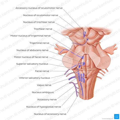 Cranial Nerve Nuclei Anatomy And Embryology Kenhub
