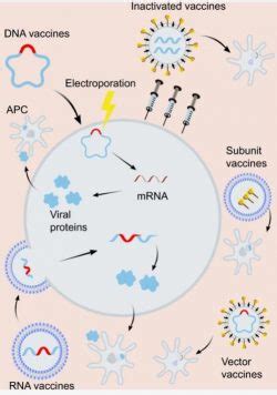 DifferentVaccines Enlightenbio Blog