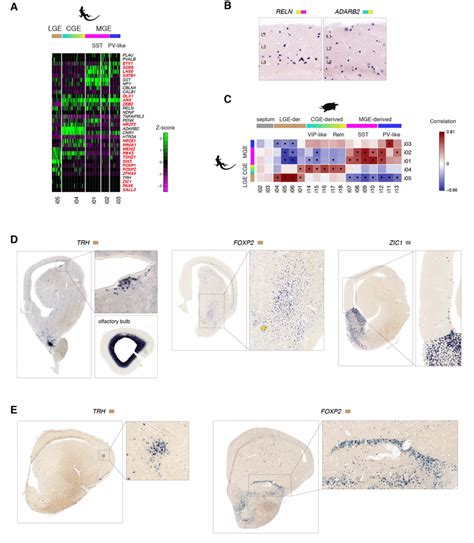 Fig S16 Lizard Gabaergic Interneurons And Reptilian Lge Derived Download Scientific Diagram