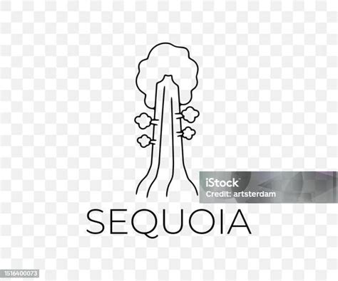 국립 공원 자연 나무와 식물 선형 그래픽 디자인의 큰 세쿼이아 산림 임업 레드우드 소나무 풍경 및 환경 벡터 디자인 및