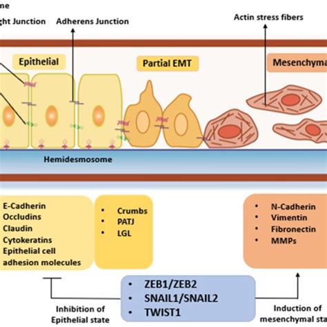 Epithelial Mesenchymal Plasticity Program Download Scientific Diagram