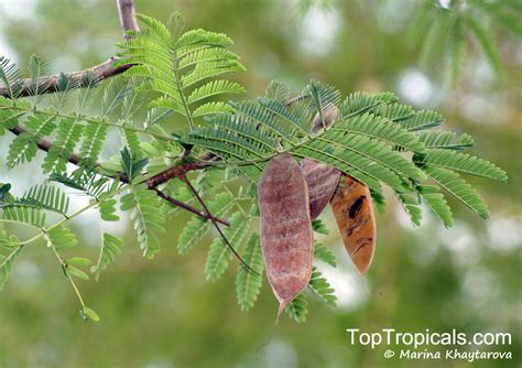 Delonix Elata Poinciana Elata Delonix Decaryi Mseele White