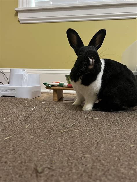 Sequel To The Ikea Doll Bed The Ikea Bunny Table Rrabbits