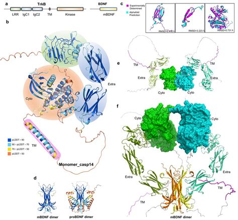 Trkb Monomer Dimer Structure Predicted By Af2 A Schematic Diagram