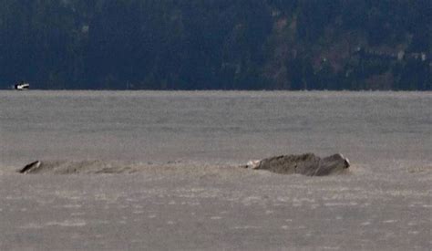 Ogopogo Sightings