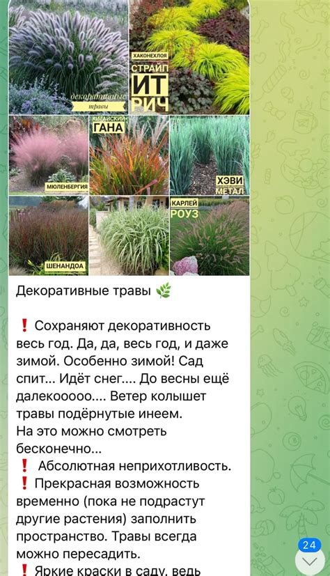 Пин от пользователя Julia D на доске Ландшафт Тенелюбивые растения Идеи посадки растений