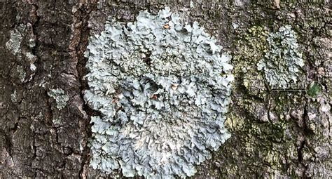 Tree Rot And How To Recognize It Expert Tree Service Inc