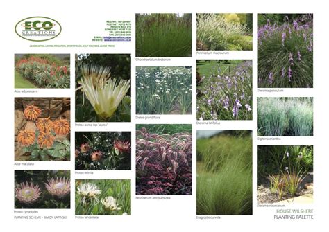South African Indigenous Grasses Landscapeislapinski