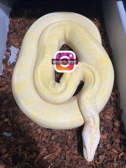 Caramel Granite Burmese Python By Anacondakeeper