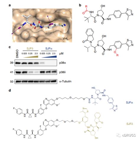 【chem Soc Rev】总结protac降解剂的靶标和组织选择性医药新闻 Bydrug 一站式医药资源共享中心 医药魔方